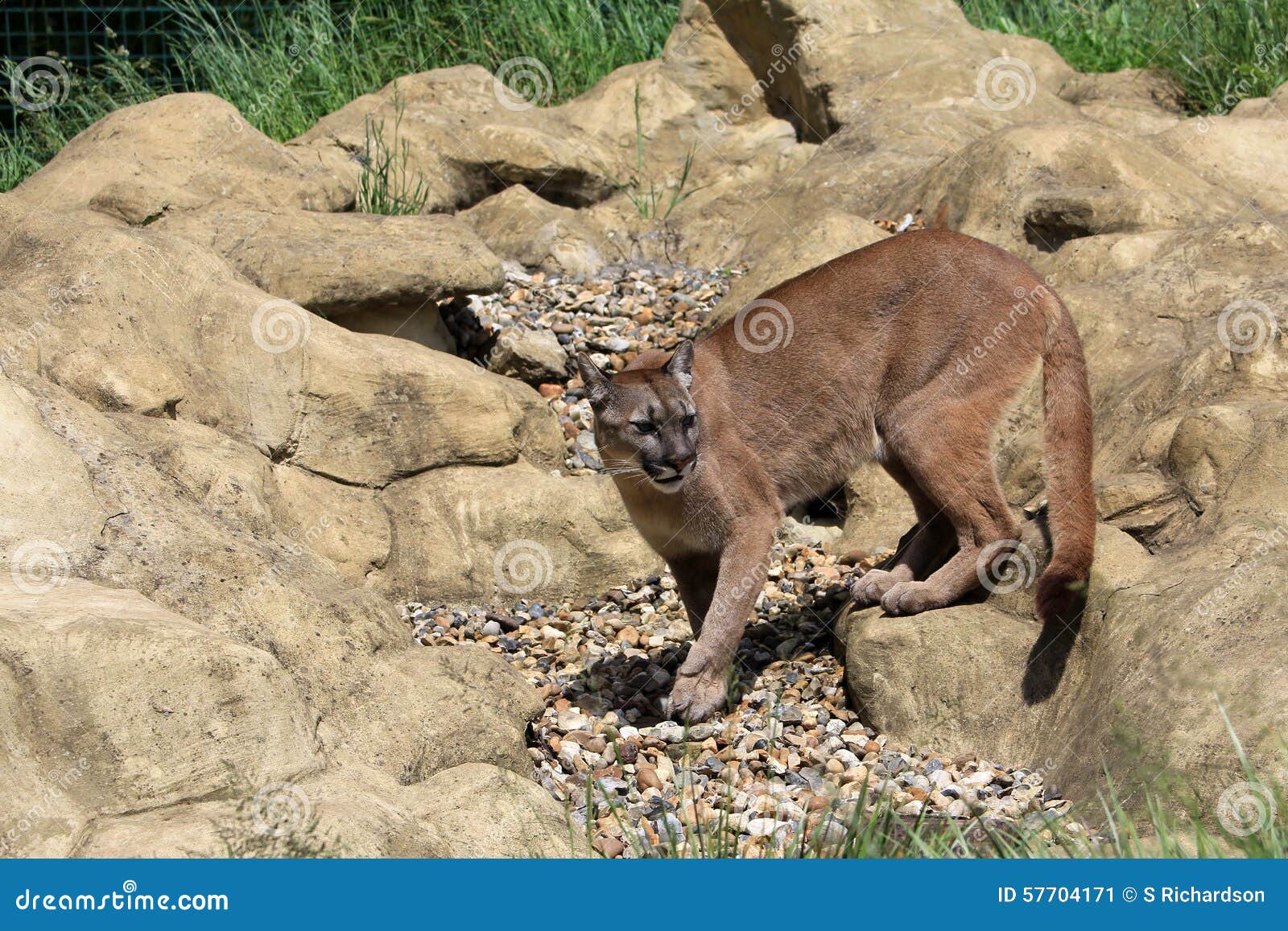 Puma stock image. Image of protected, endangered, cats - 57704171