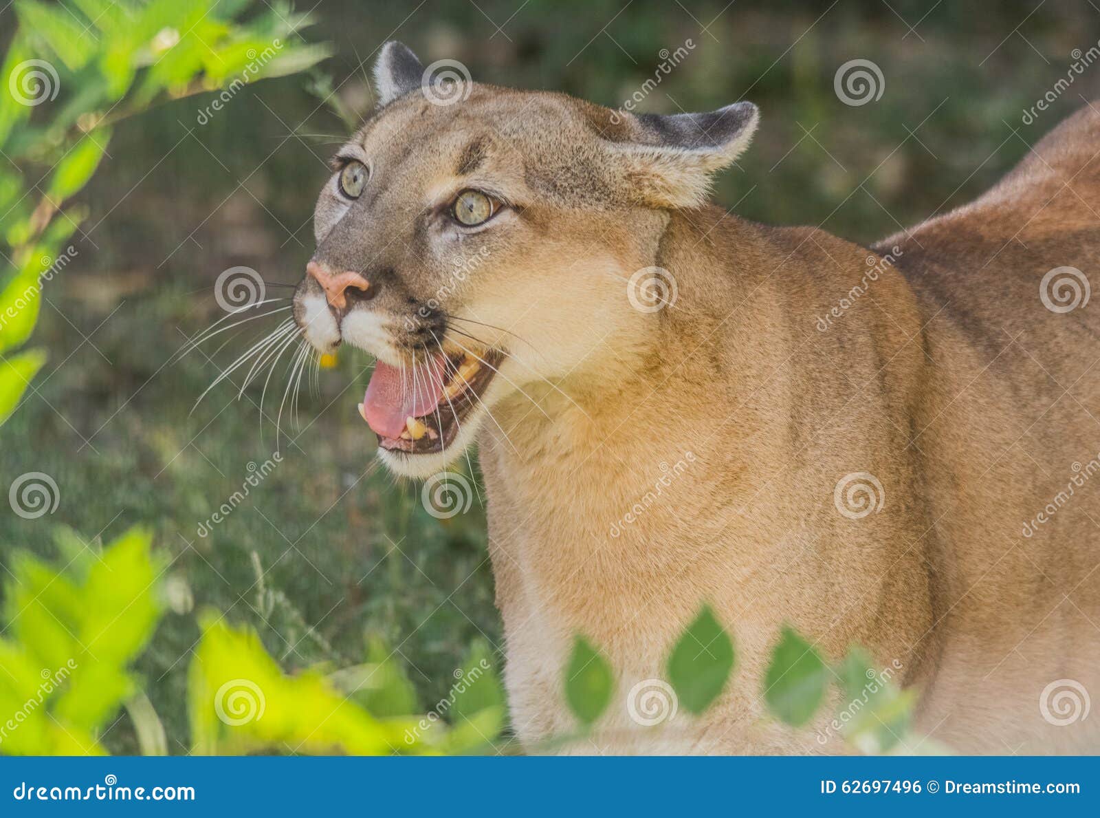 Puma salvaje foto de archivo. Imagen de cubo, pumas, fondo - 62697496