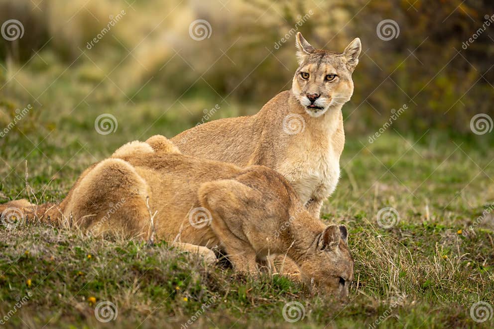 Puma Sits by Another Drinking from Pond Stock Image - Image of nature ...