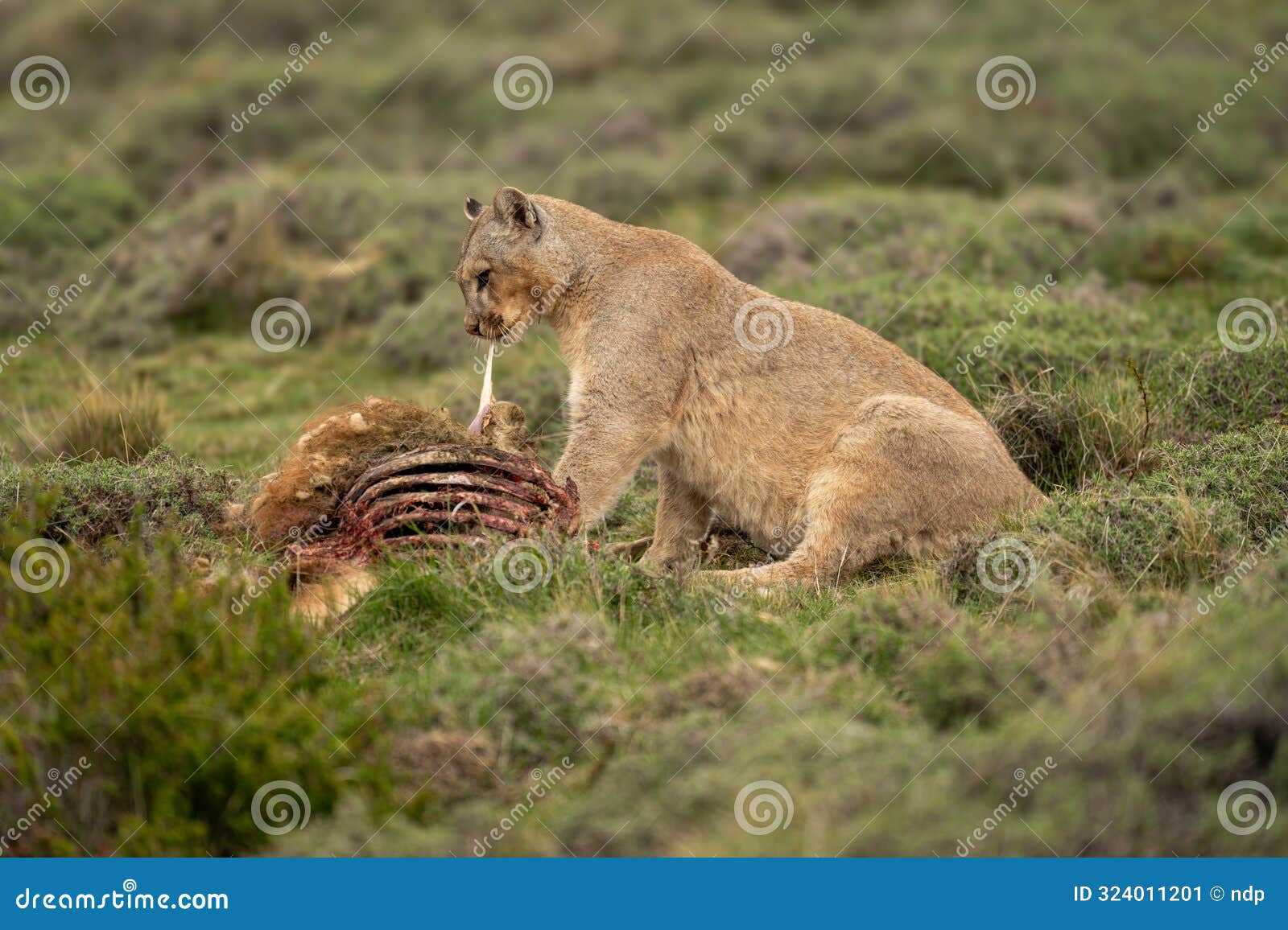 Puma Sits Pulling Flesh from Guanaco Kill Stock Image - Image of ...
