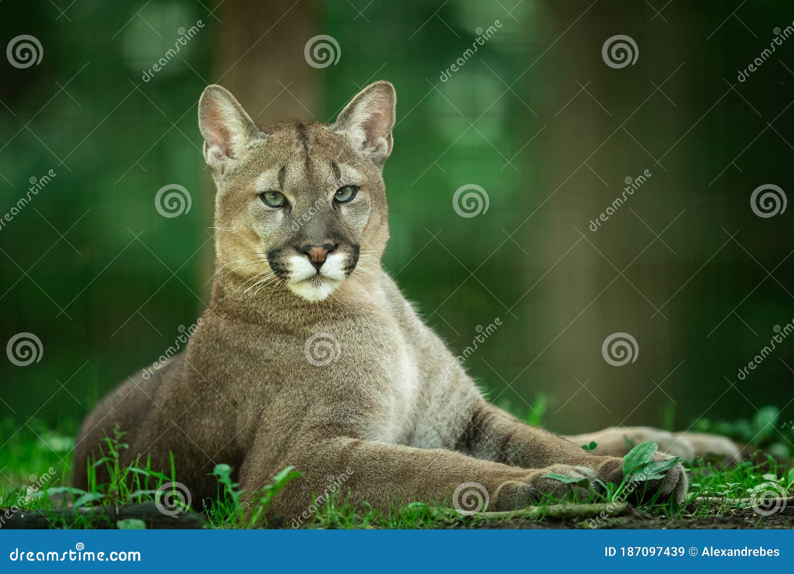 Puma sitting in the forest stock image. Image of carnivore - 187097439