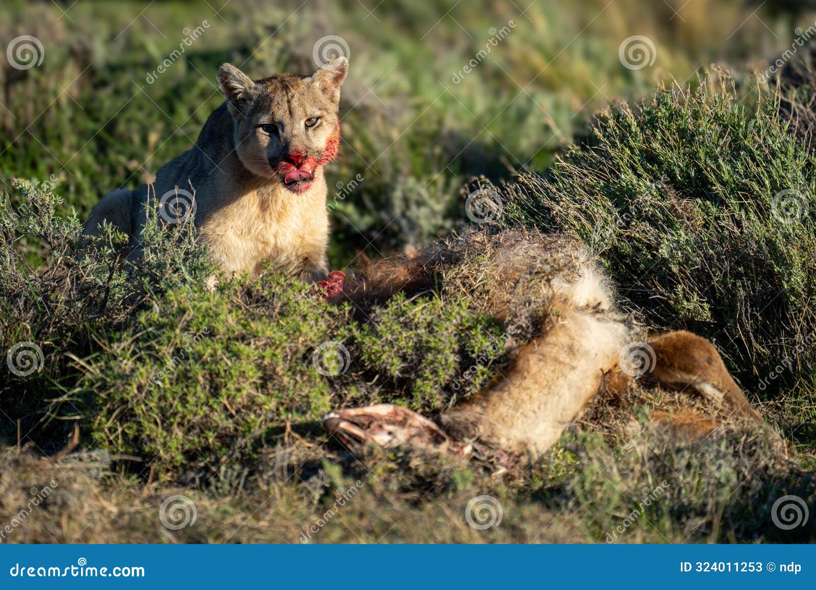 Puma Sitting by Guanaco Carcase Licking Lips Stock Image - Image of ...