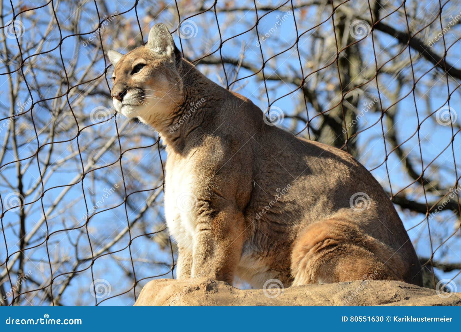 Puma stock photo. Image of park, adult, blue, bottom - 80551630