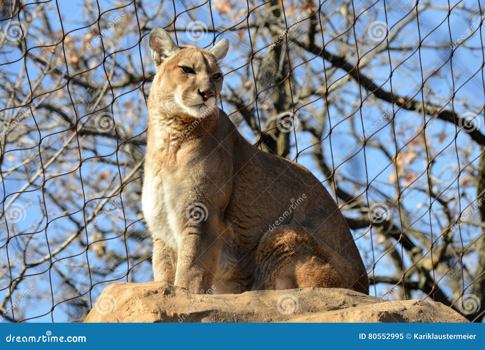 Puma stock image. Image of close, looking, calm, adult - 80552995