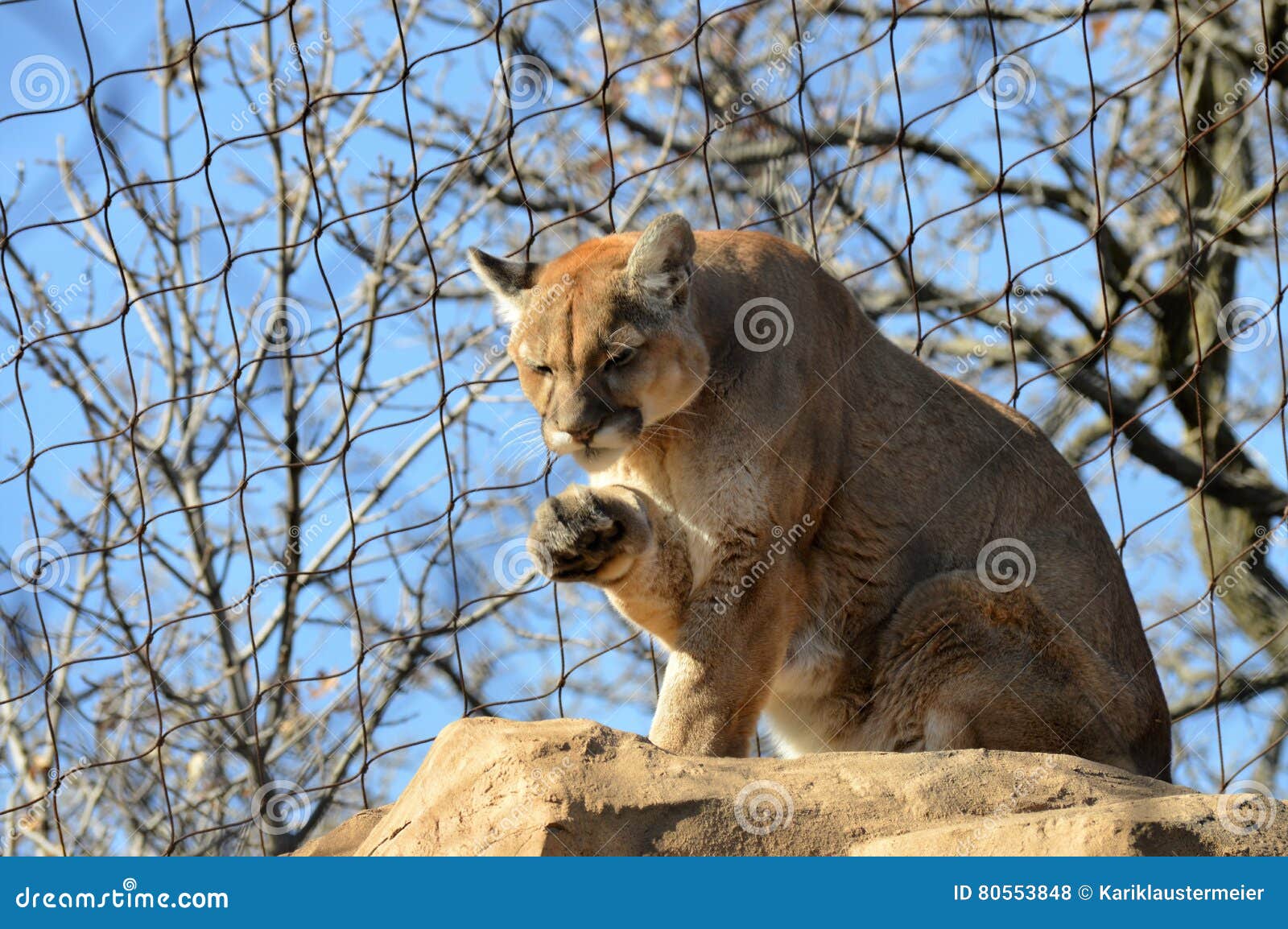 Puma stock photo. Image of detail, expression, color - 80553848