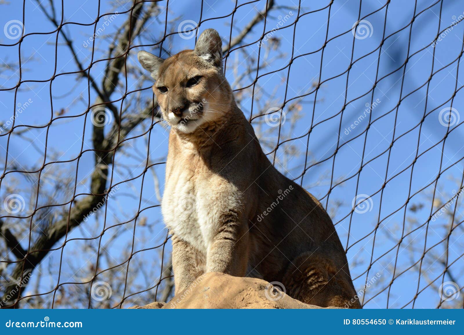 Puma stock photo. Image of cougar, blue, black, bottom - 80554650