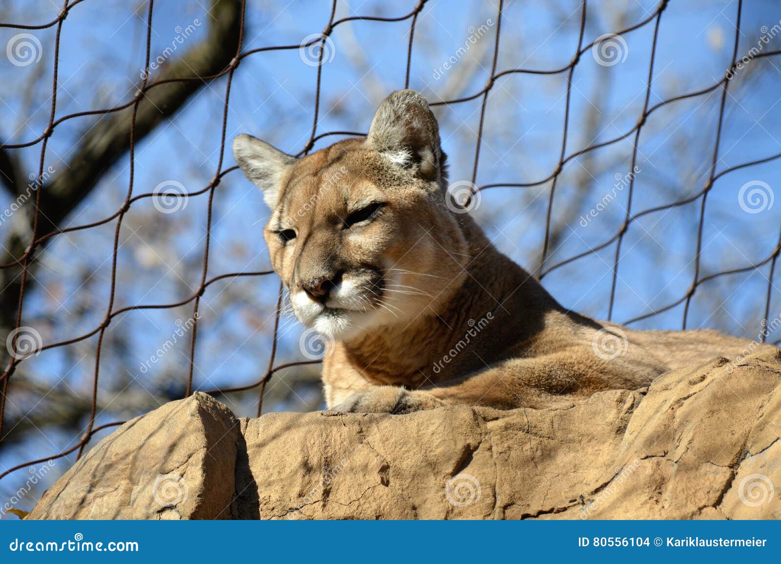 Puma stock photo. Image of mountain, bottom, explore - 80556104