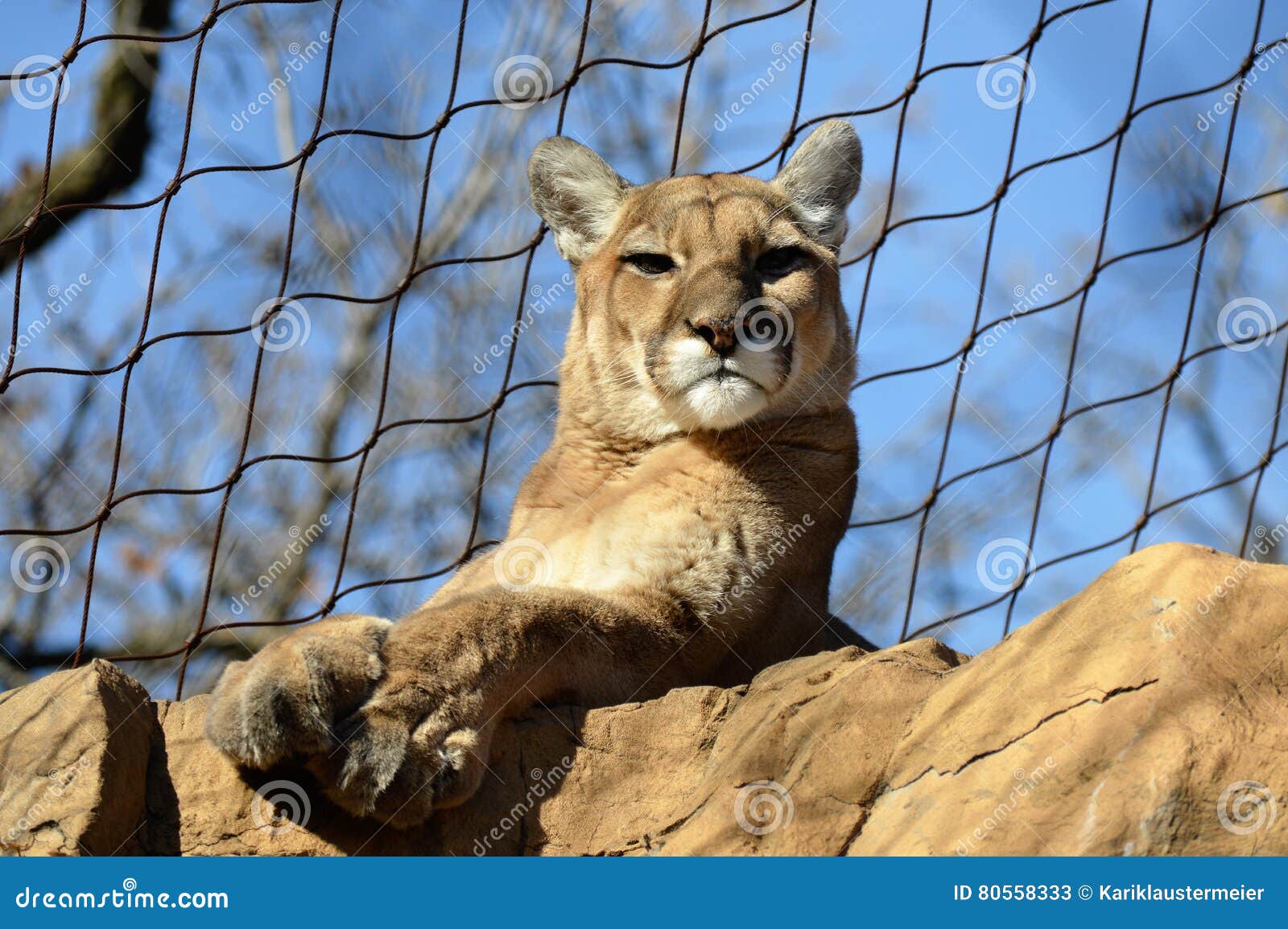 Puma stock image. Image of lion, backdrop, face, nature - 80558333