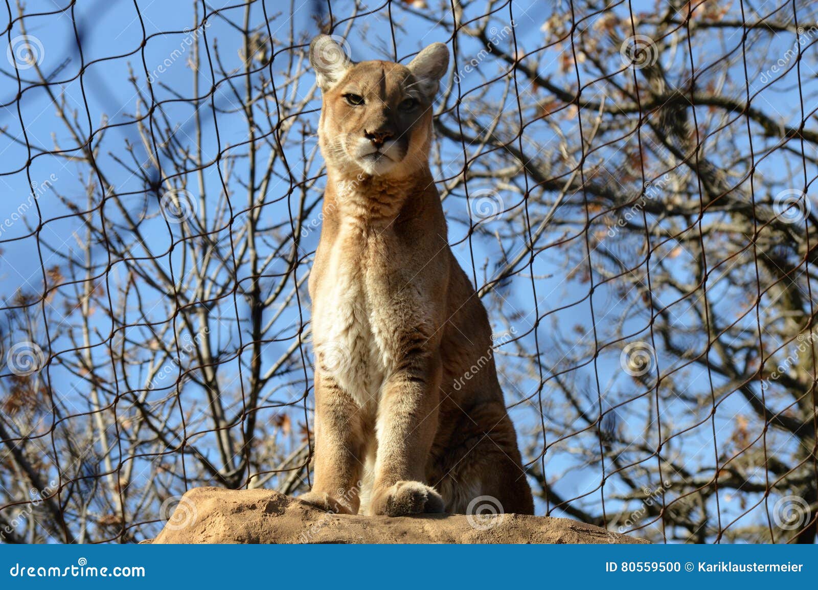 Puma stock photo. Image of mountain, black, detail, natural - 80559500