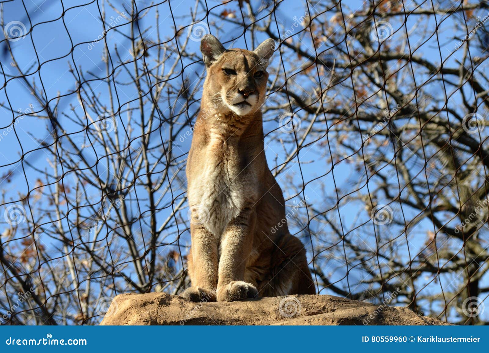 Puma stock photo. Image of edge, focused, natural, detail - 80559960