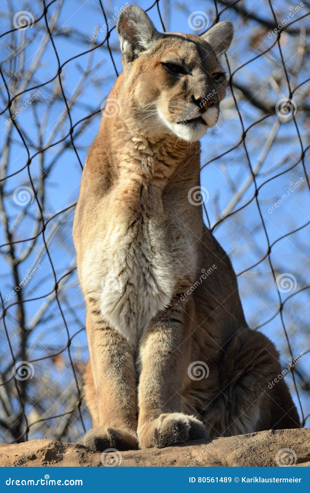 Puma stock image. Image of backdrop, face, expression - 80561489