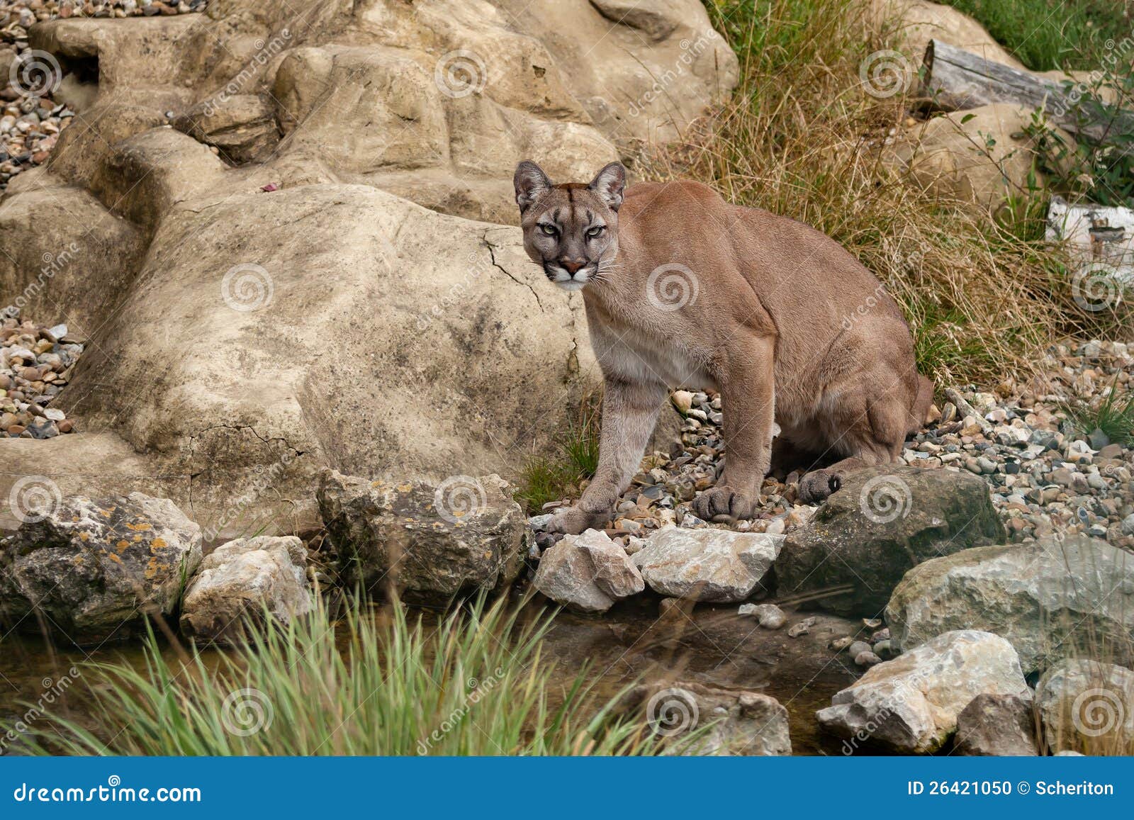 Puma Sitting on Rocks stock photo. Image of cougar, prowling - 26421050