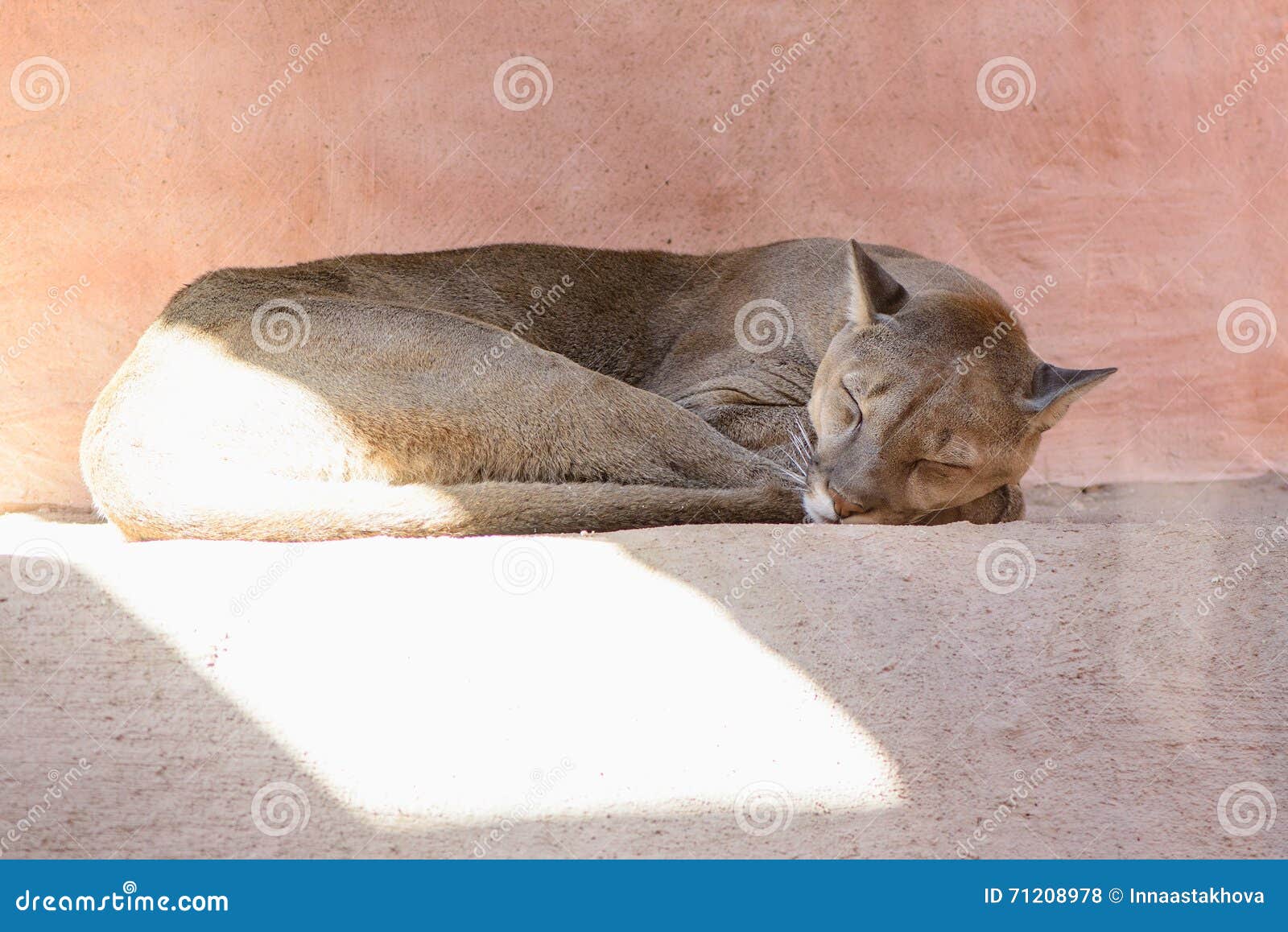 Puma Sleeping Exotic Animals Stock Photo - Image of predators, mammals ...
