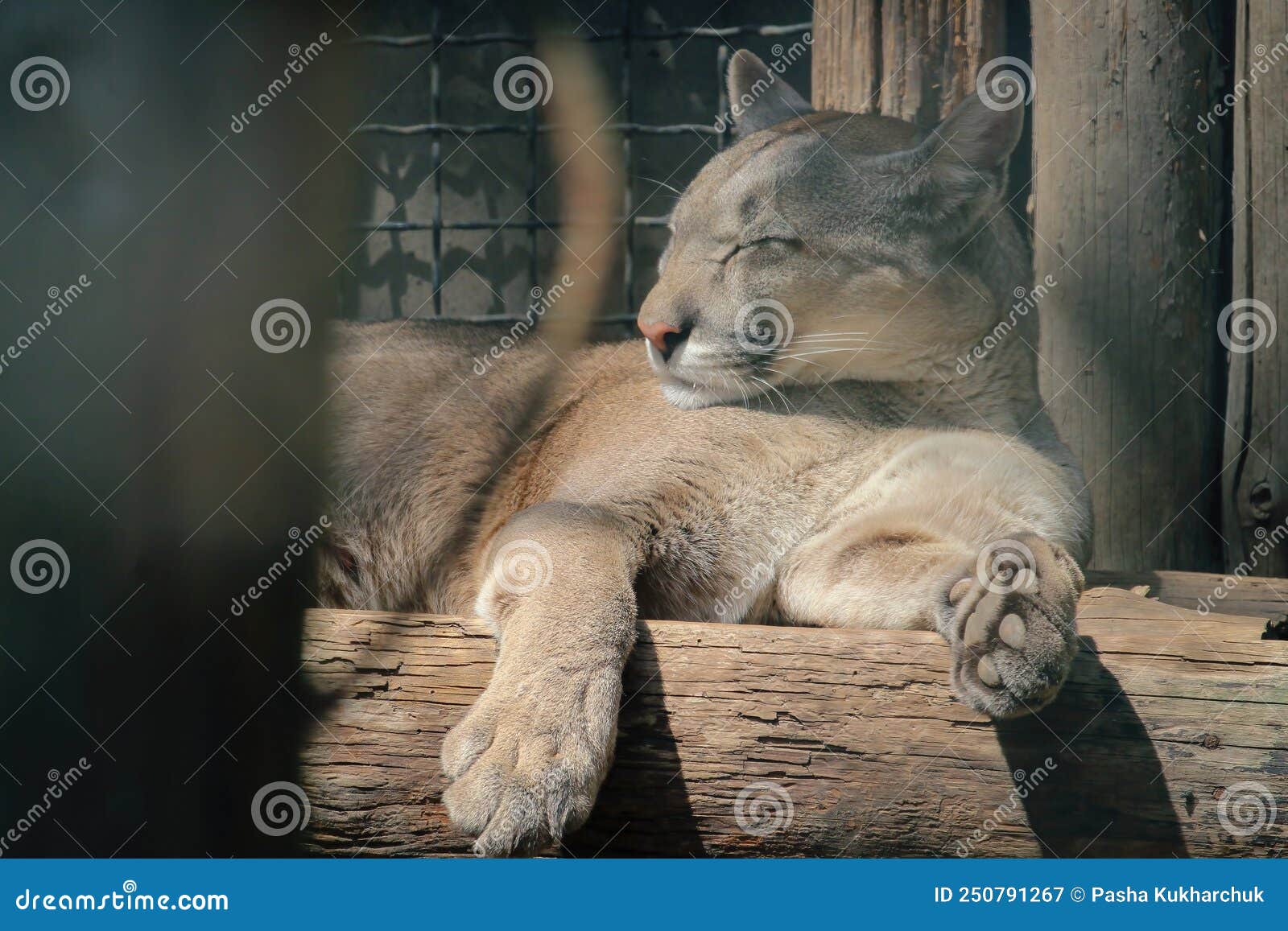 A Puma Sleeping in a Sunny Spot Stock Image - Image of asleep, relax ...