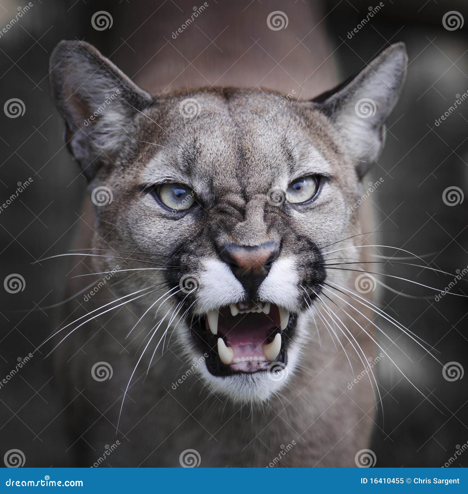 Puma Snarling imagem de stock. Imagem de puma, norte - 16410455