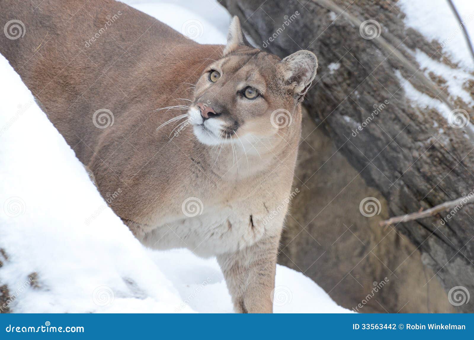 Puma in snow stock photo. Image of looking, buff, look - 33563442