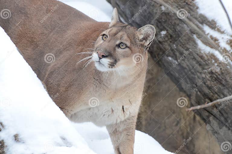 Puma in snow stock photo. Image of looking, buff, look - 33563442