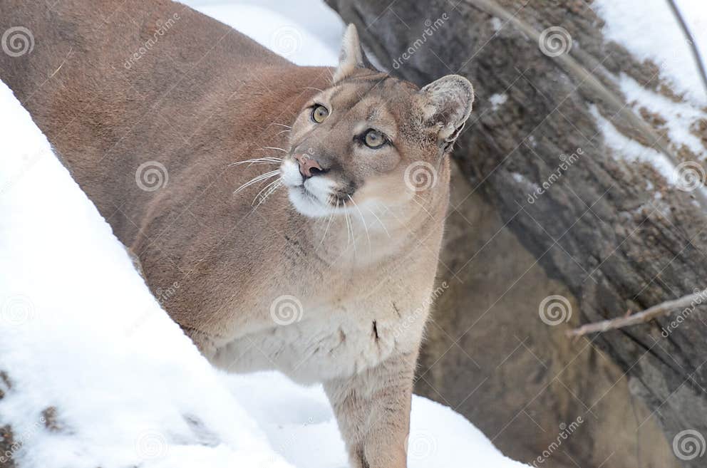 Puma in snow stock photo. Image of looking, buff, look - 33563442