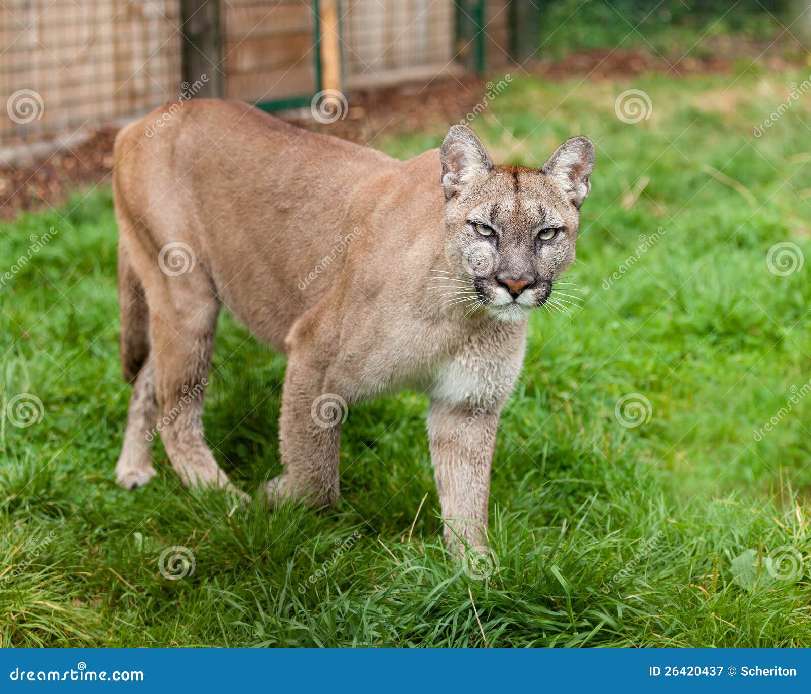 Puma Stalking through Enclosure Stock Image - Image of species, fauna ...