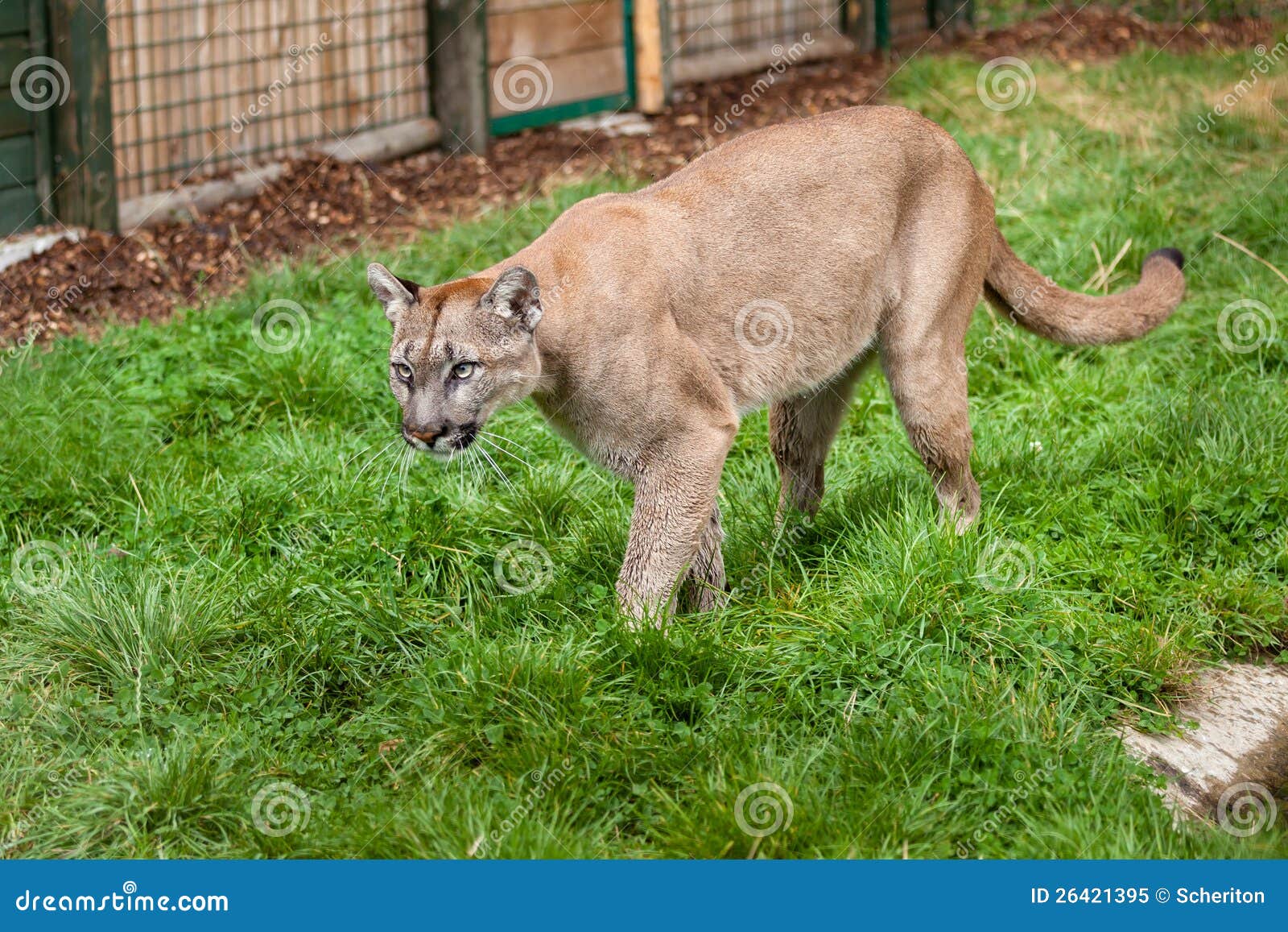 Puma Stalking Through Enclosure Stock Image - Image of fierce, predator ...
