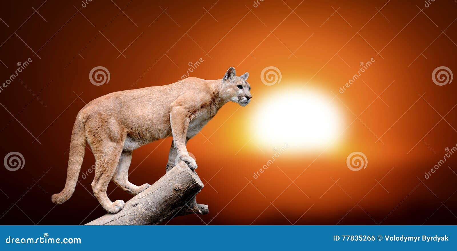 Puma stands on a tree stock photo. Image of concolor - 77835266