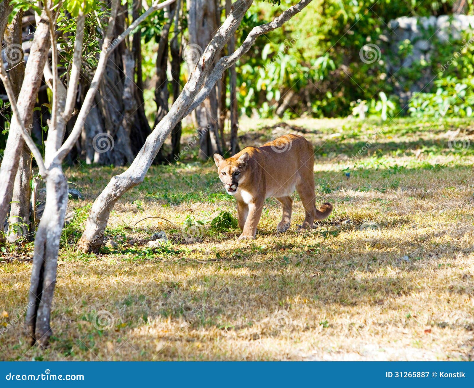 Puma to hunt in the wood stock image. Image of wildlife - 31265887
