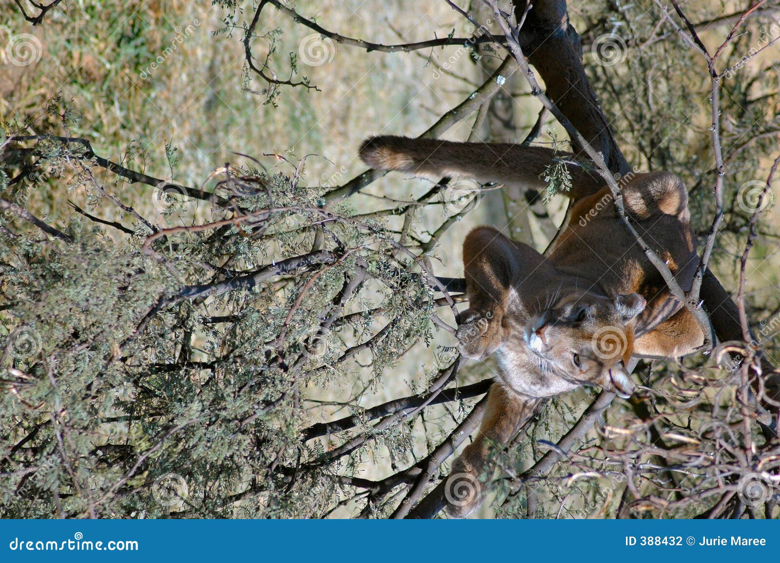 Puma in Tree. stock photo. Image of sleep, hunter, tree - 388432