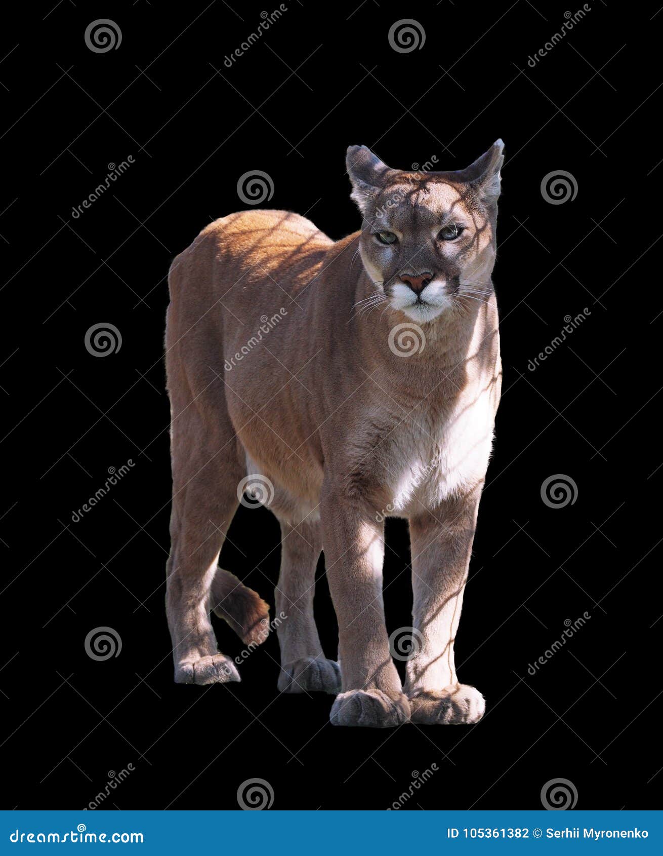 Puma Walking at Camera Isolated at the Black Stock Photo - Image of ...