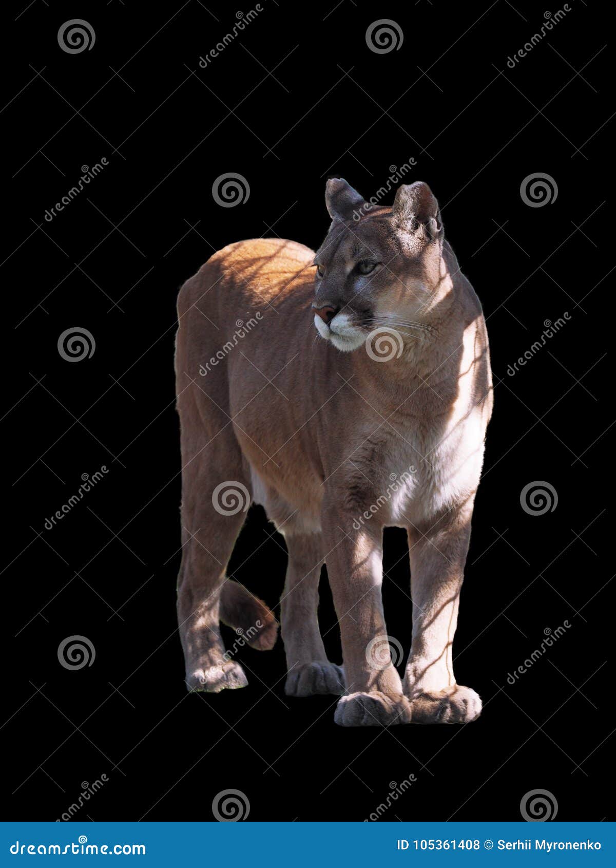 Puma Walking at Camera Isolated at the Black Stock Photo - Image of ...