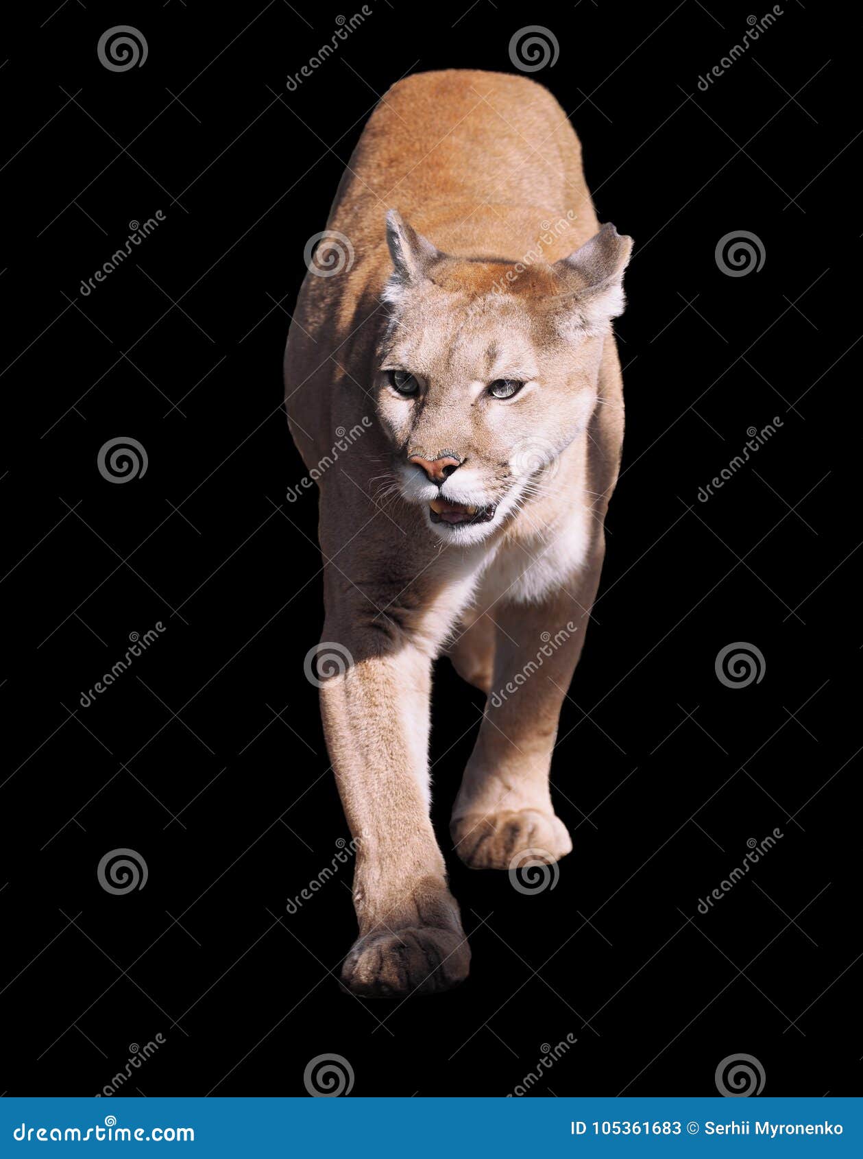 Puma Walking at Camera Isolated at the Black Stock Image - Image of ...