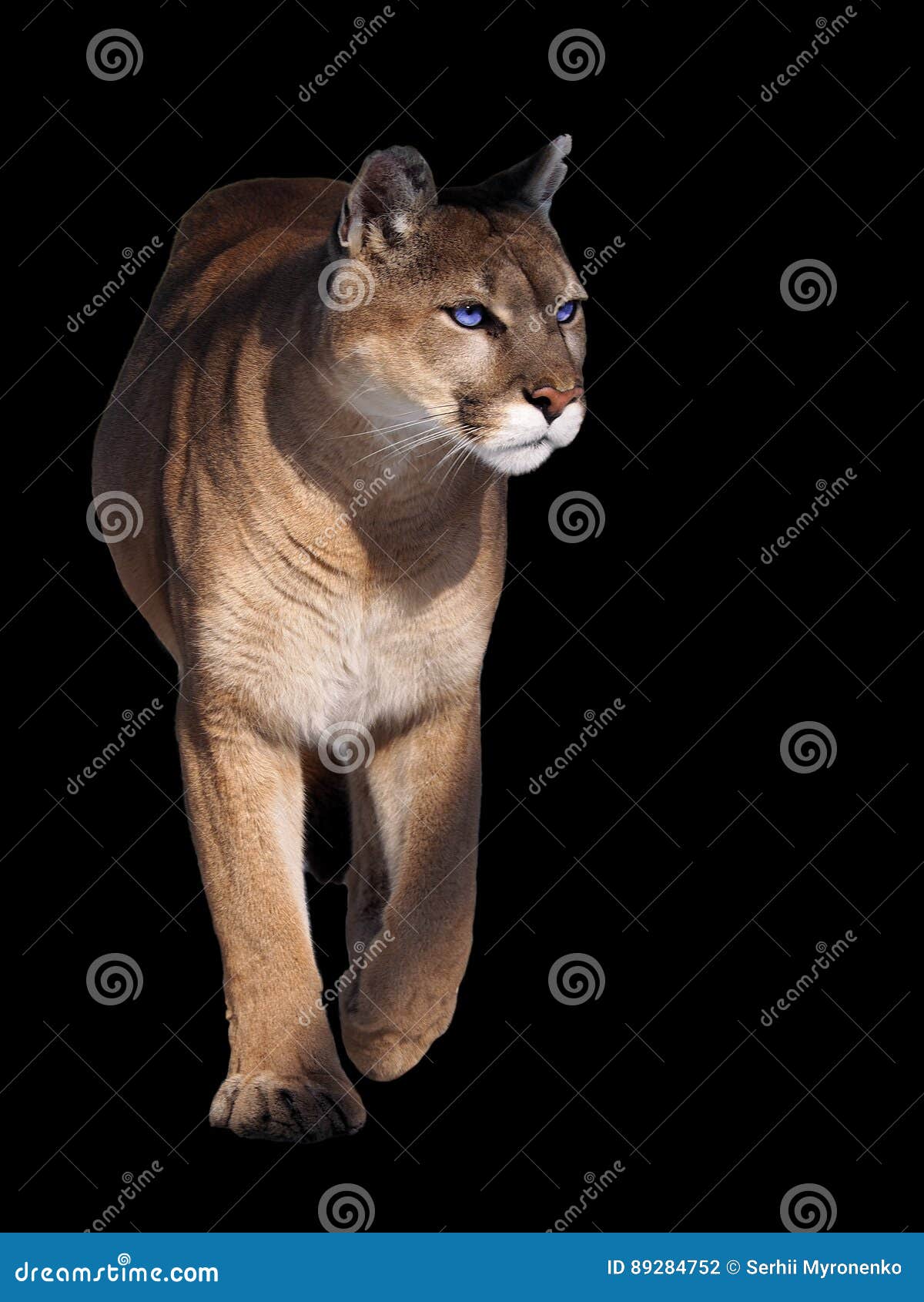 Puma Walking at Camera Isolated at Black Stock Photo - Image of animal ...