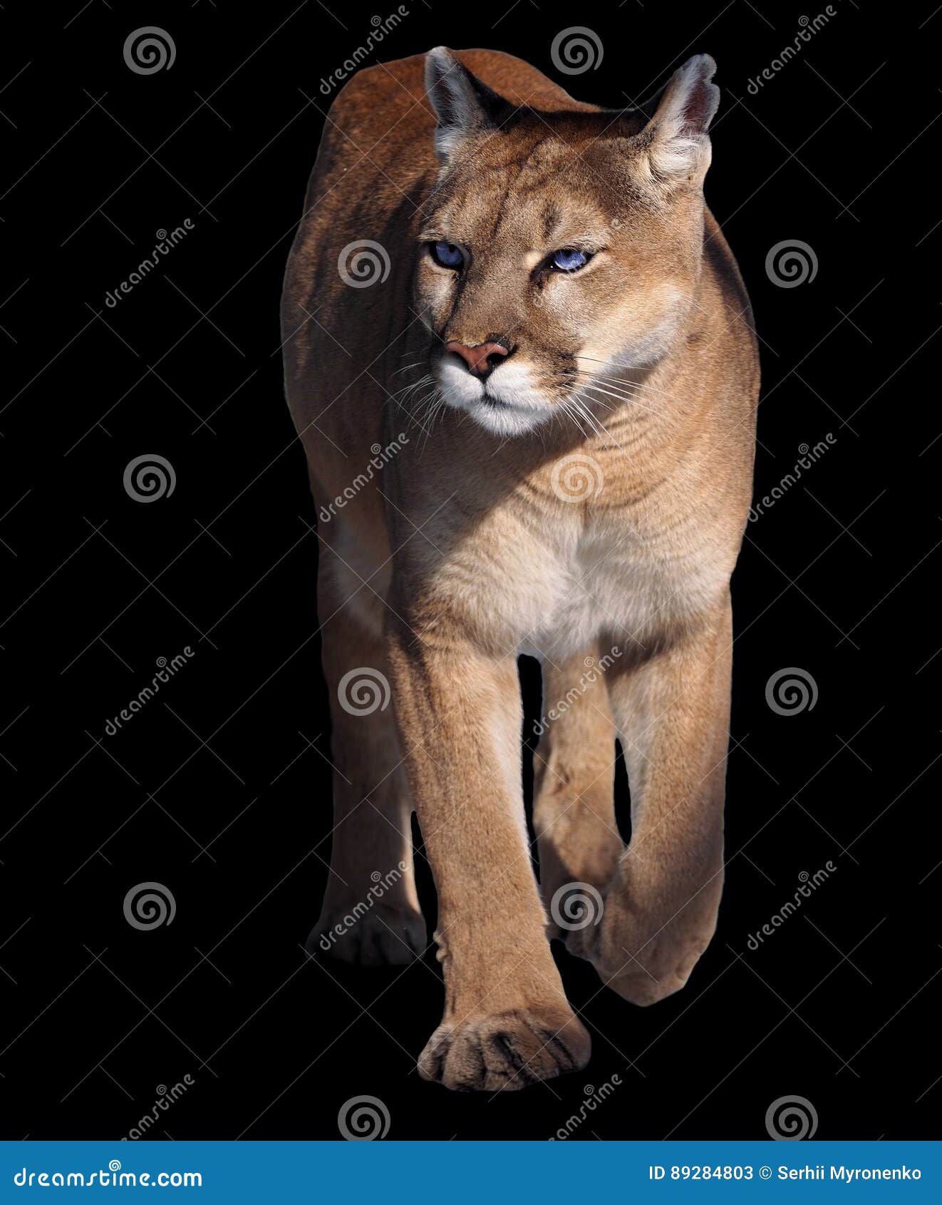 Puma Walking at Camera Isolated at Black Stock Image - Image of animal ...