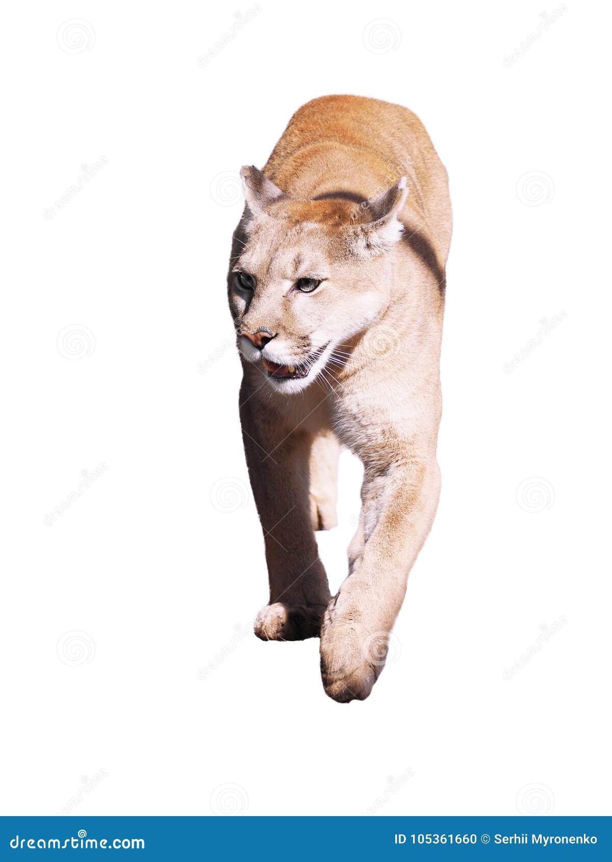 Puma Walking at Camera Isolated at the Black Stock Photo - Image of ...