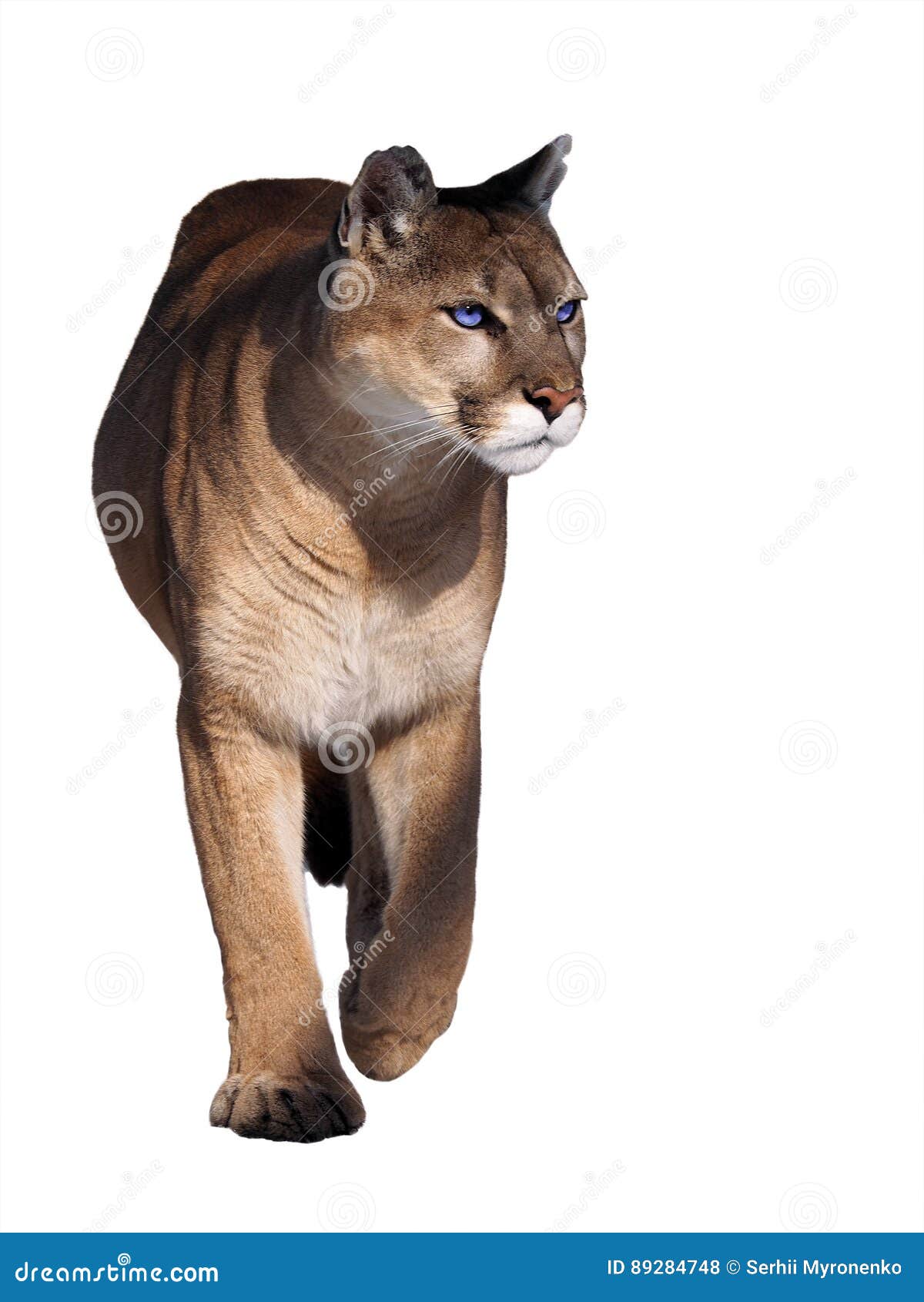 Puma Walking at Camera Isolated at the White Stock Photo - Image of ...