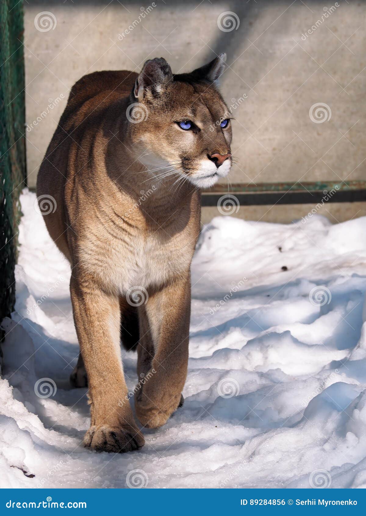Puma Walking at Camera at Snow Stock Photo - Image of mammal, snow ...