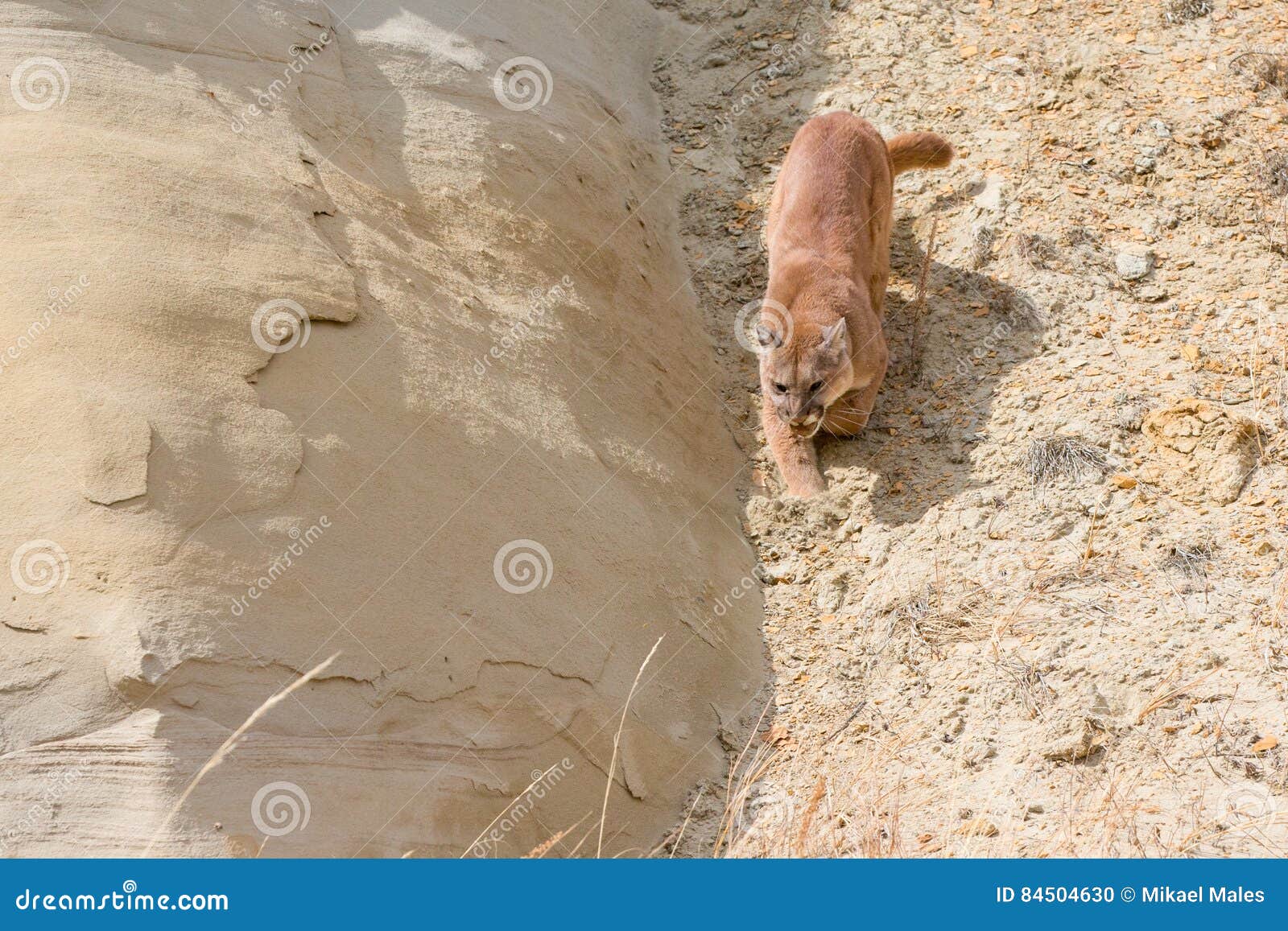 990 Puma Walking Stock Photos - Free & Royalty-Free Stock Photos from ...