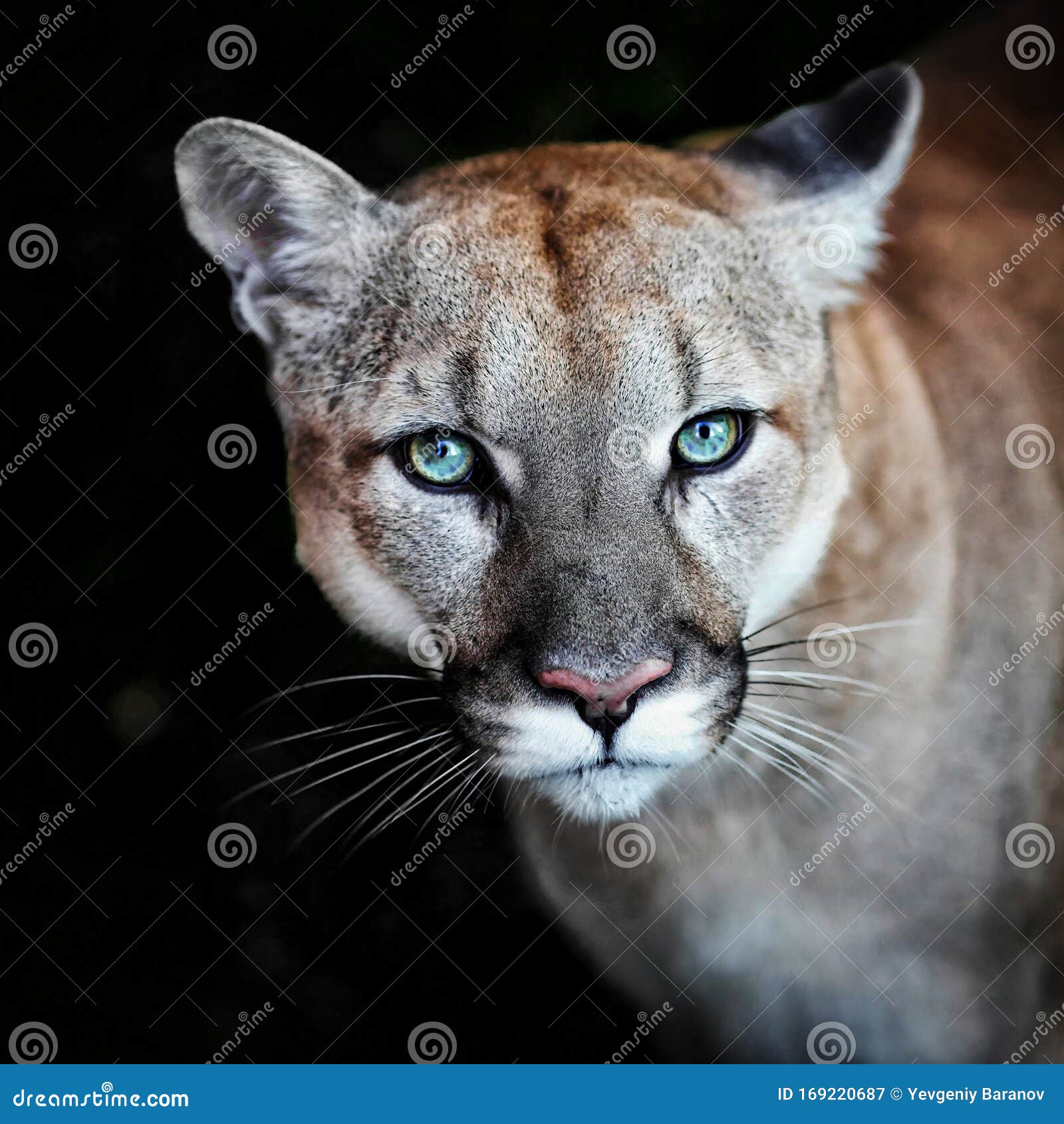 Puma, wilde kattenogen stock afbeelding. Image of carnivoor - 169220687