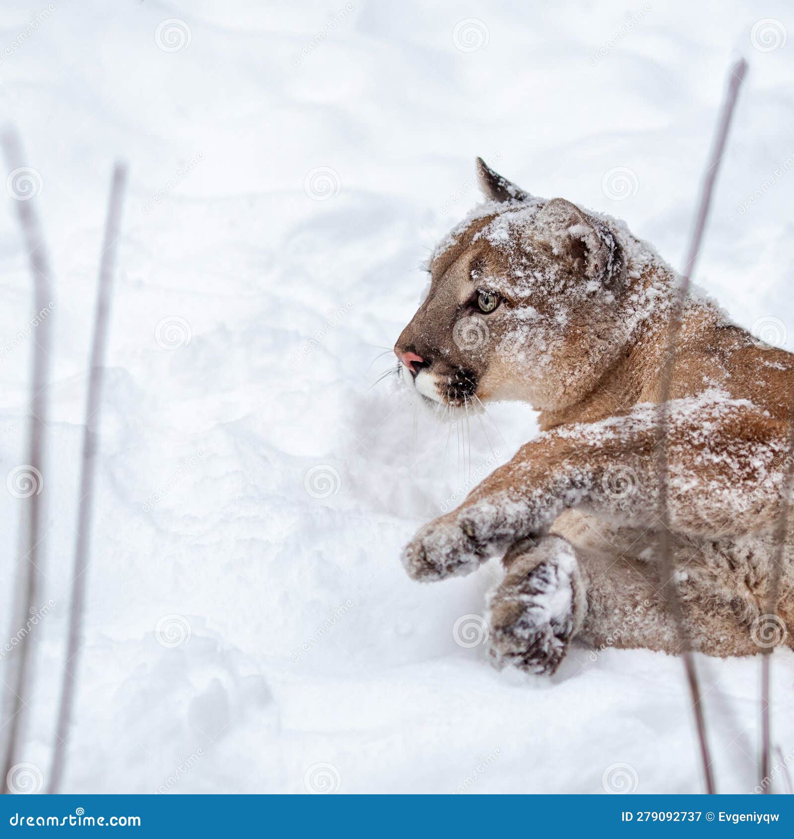 Puma in the Woods, Mountain Lion, Single Cat on Snow Stock Image ...