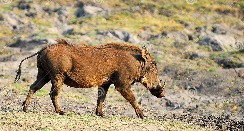 Pumba stock image. Image of family, brownish, brown, wildlife - 7245265