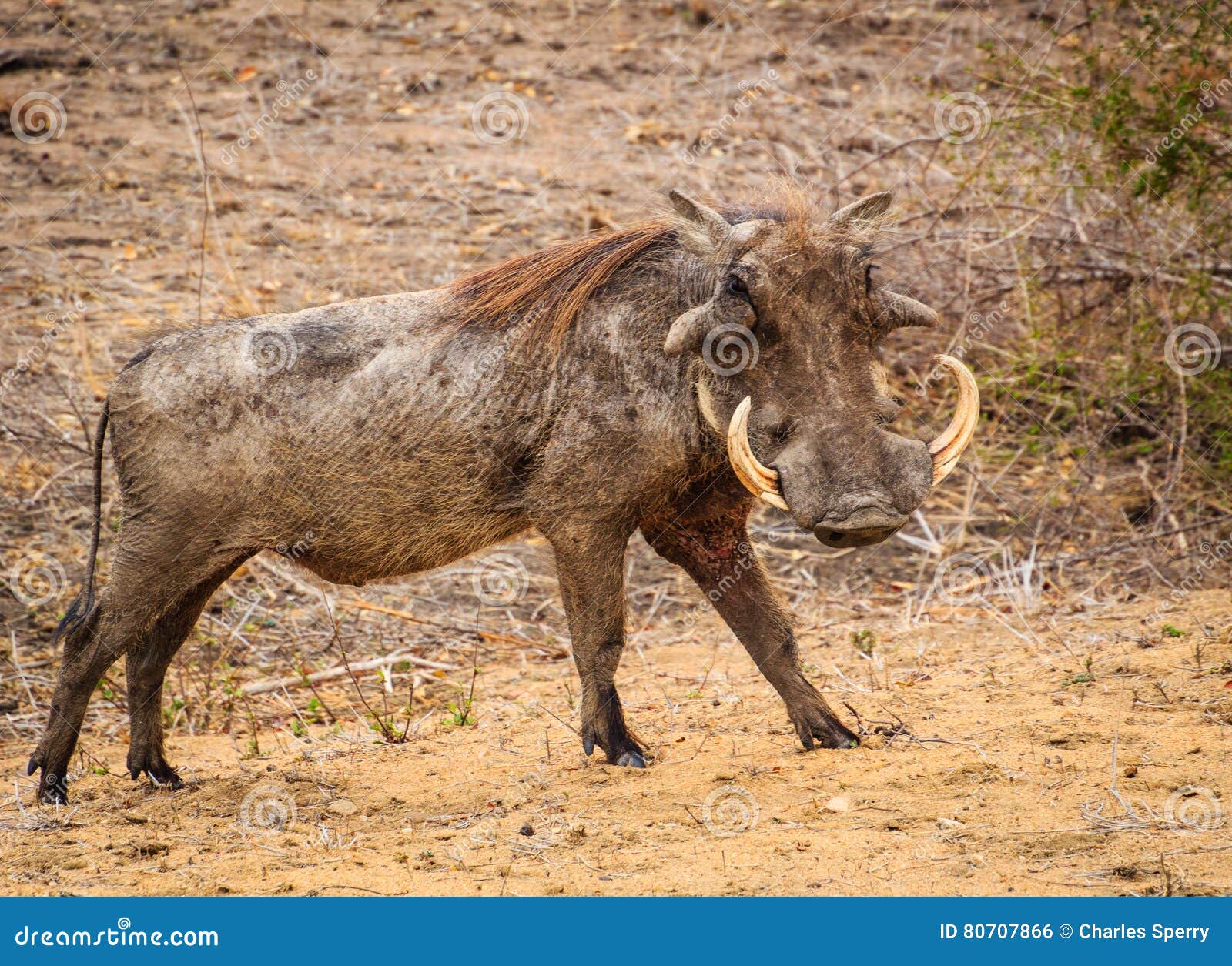 Pumba стоковое фото. изображение насчитывающей вышесказанного - 80707866