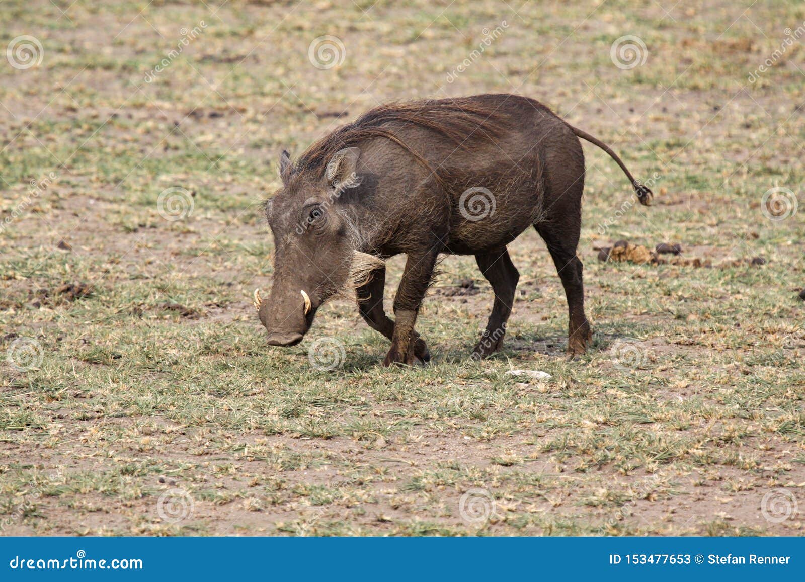 Pumba stock image. Image of withered, piglet, wildlife - 153477653