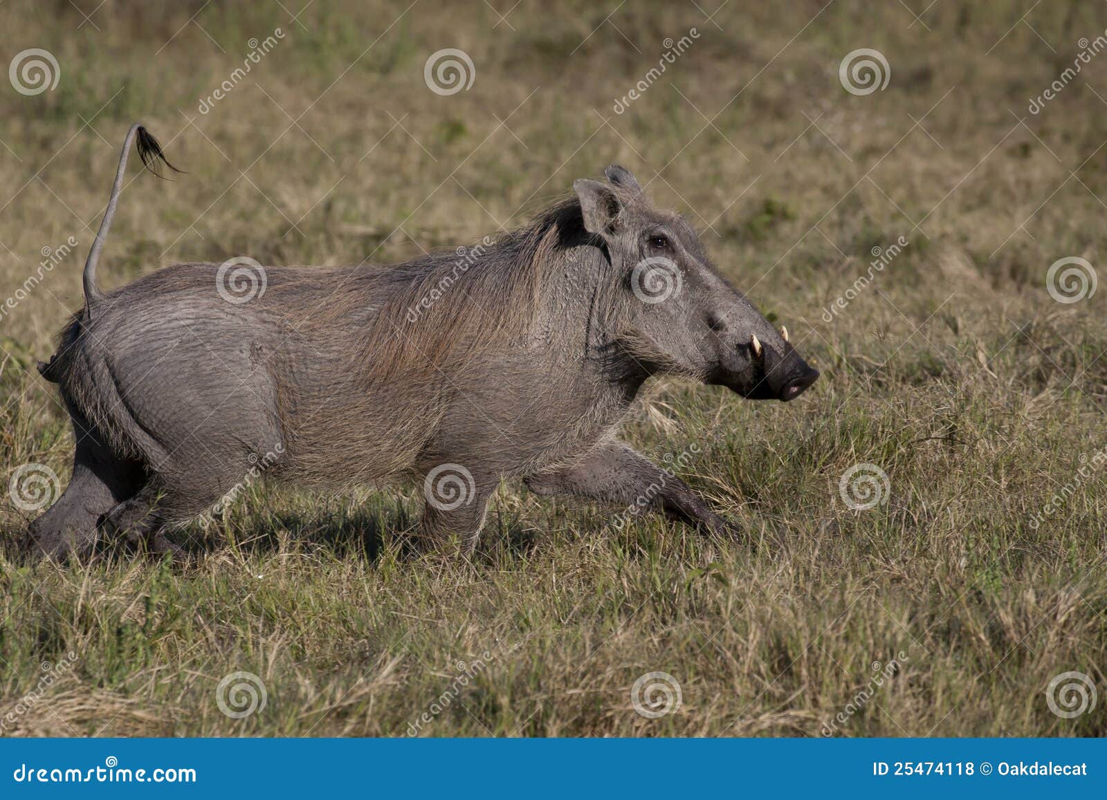 Pumbaa (Warthog) Running stock photo. Image of piggy - 25474118