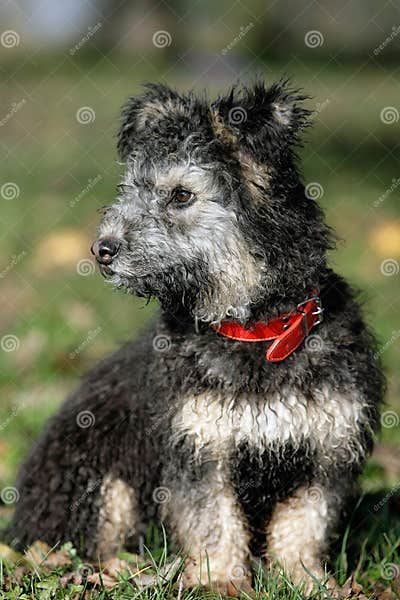 Pumi stock photo. Image of natural, attentive, biology - 12367412