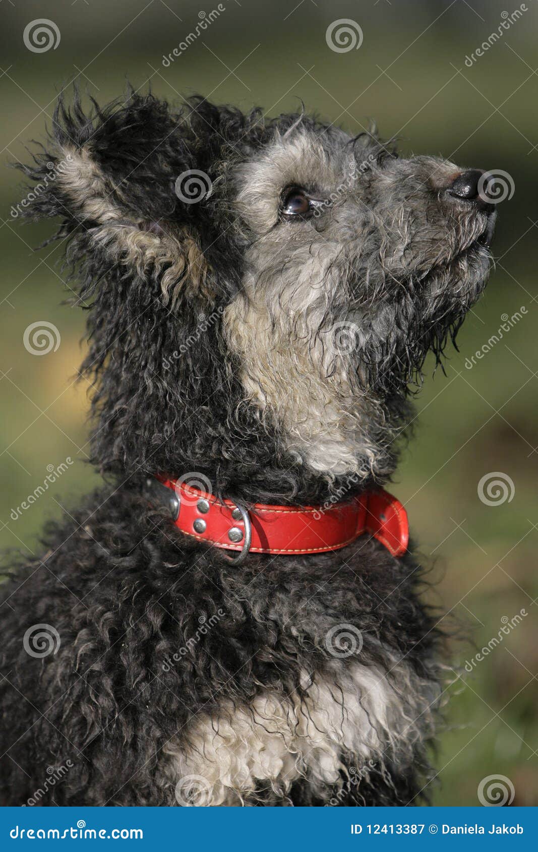 Pumi stock image. Image of natural, biology, portrait - 12413387