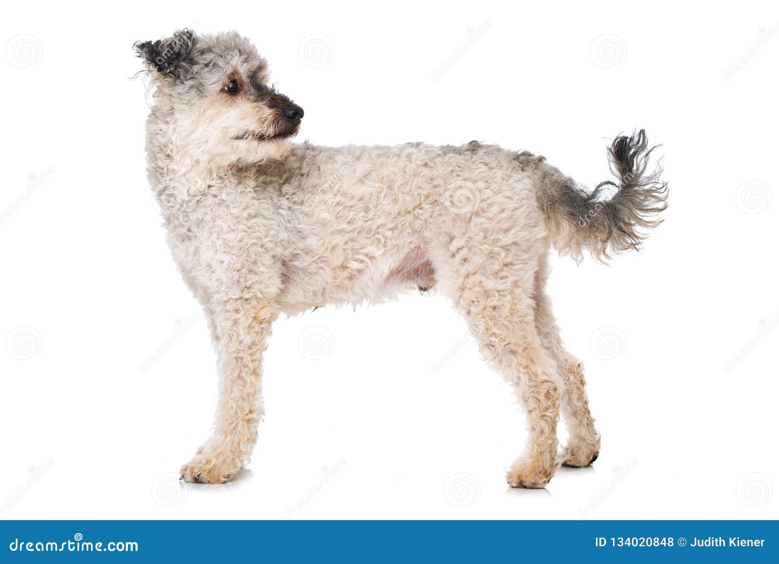 Pumi Dog on White Background Stock Photo - Image of isolated, friendly ...