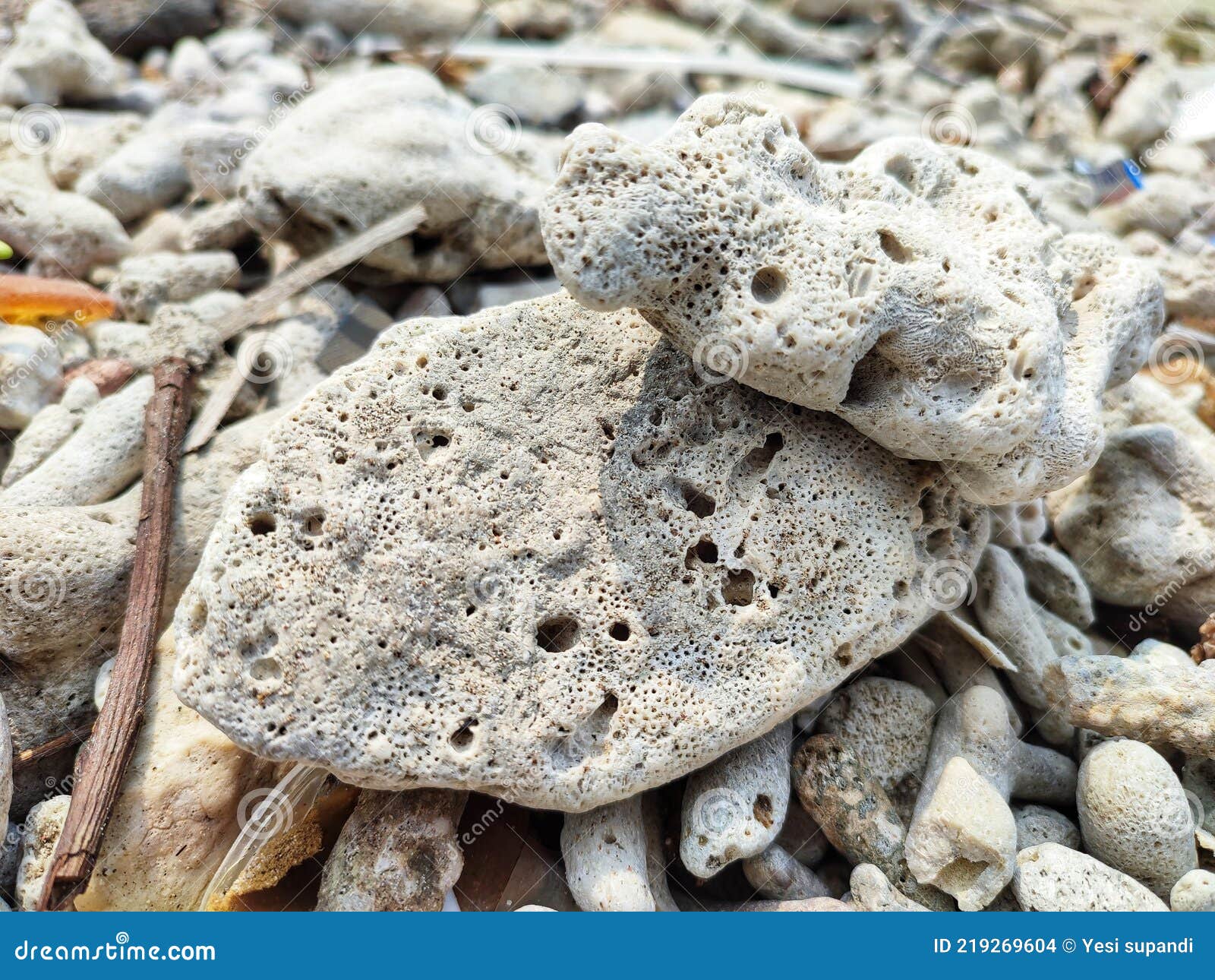 Pumice rock on the beach stock photo. Image of rock - 219269604