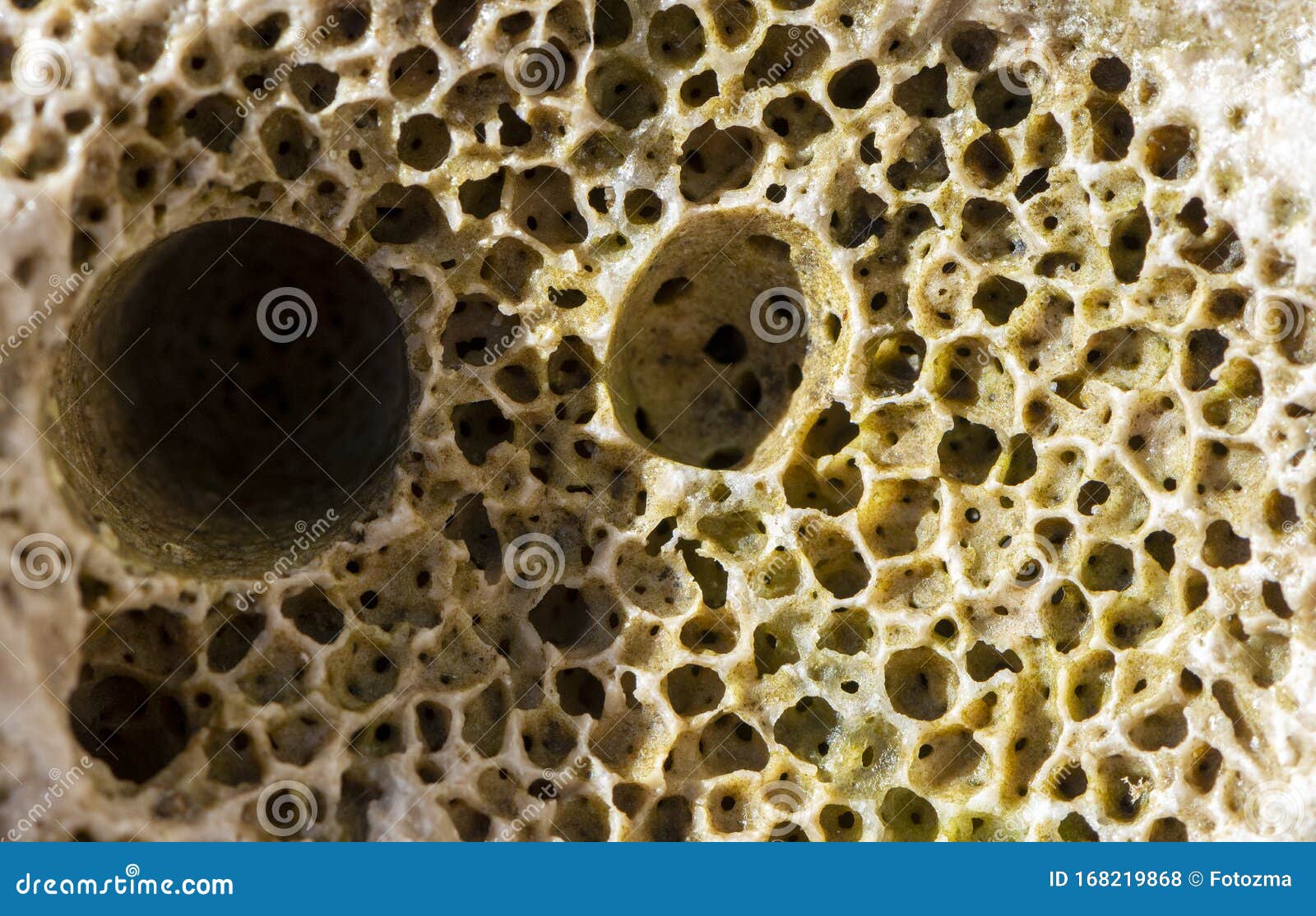Pumice stone stock photo. Image of rough, wallpaper - 168219868