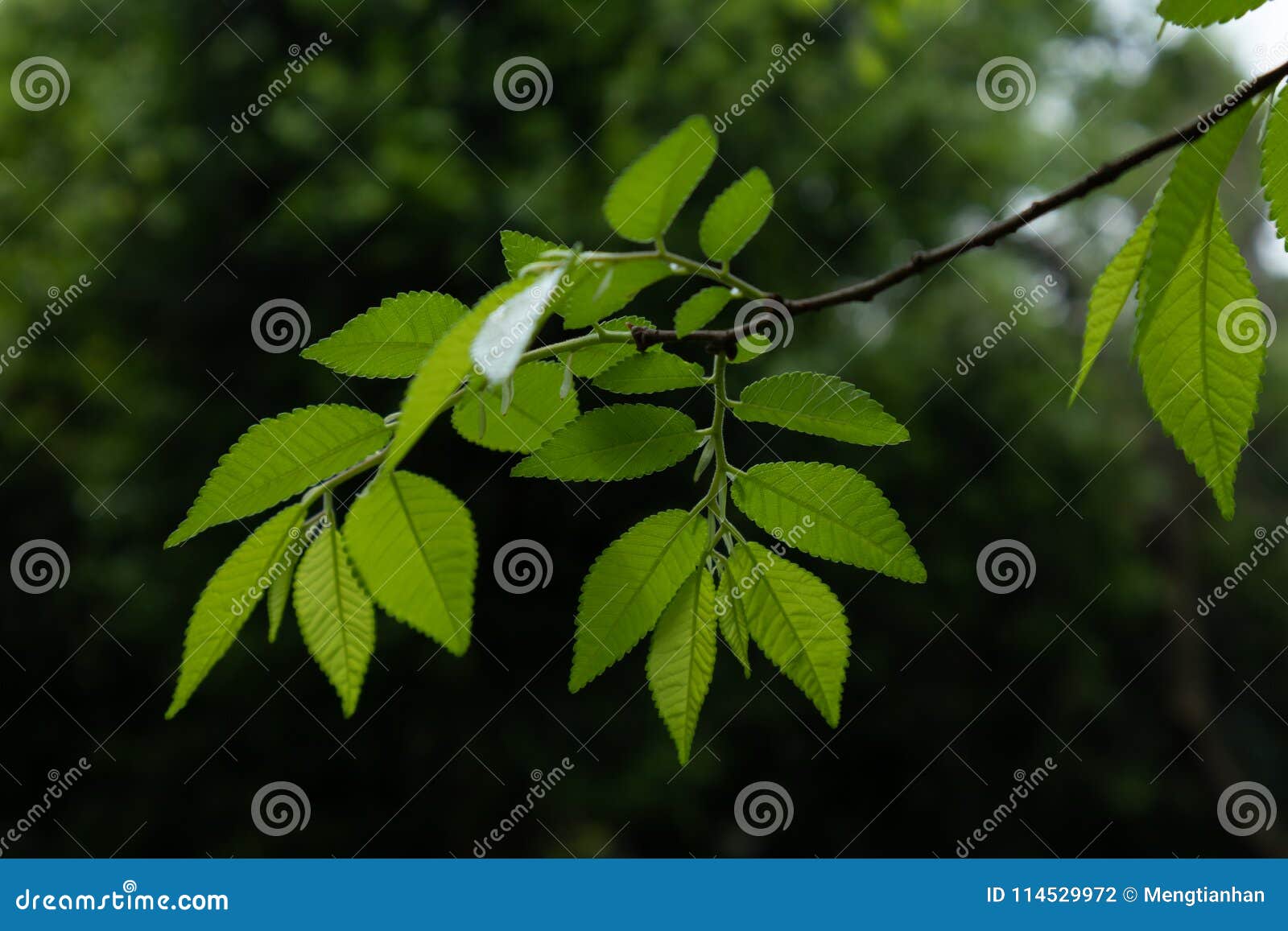 Photos de Feuilles De Gui - Photos de stock gratuites et libres de ...