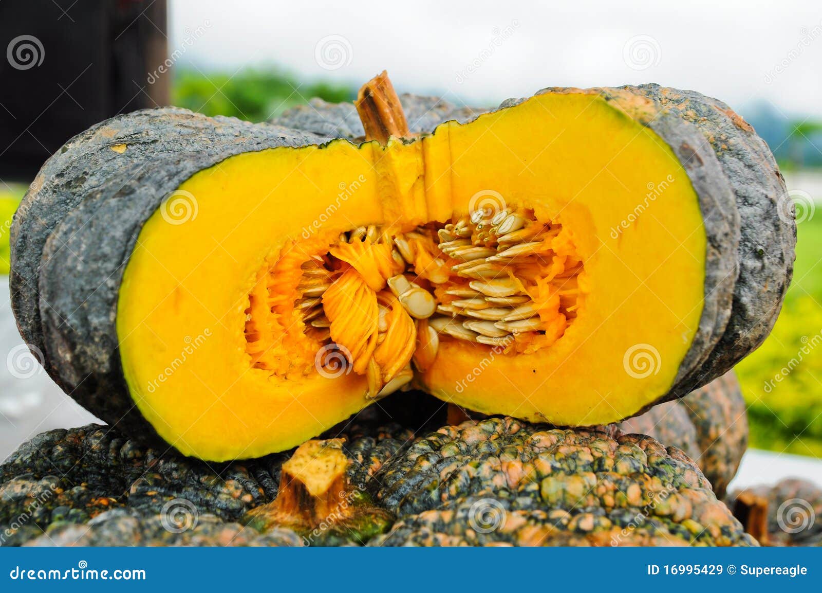 Pumkin stock image. Image of ornamental, fall, september - 16995429