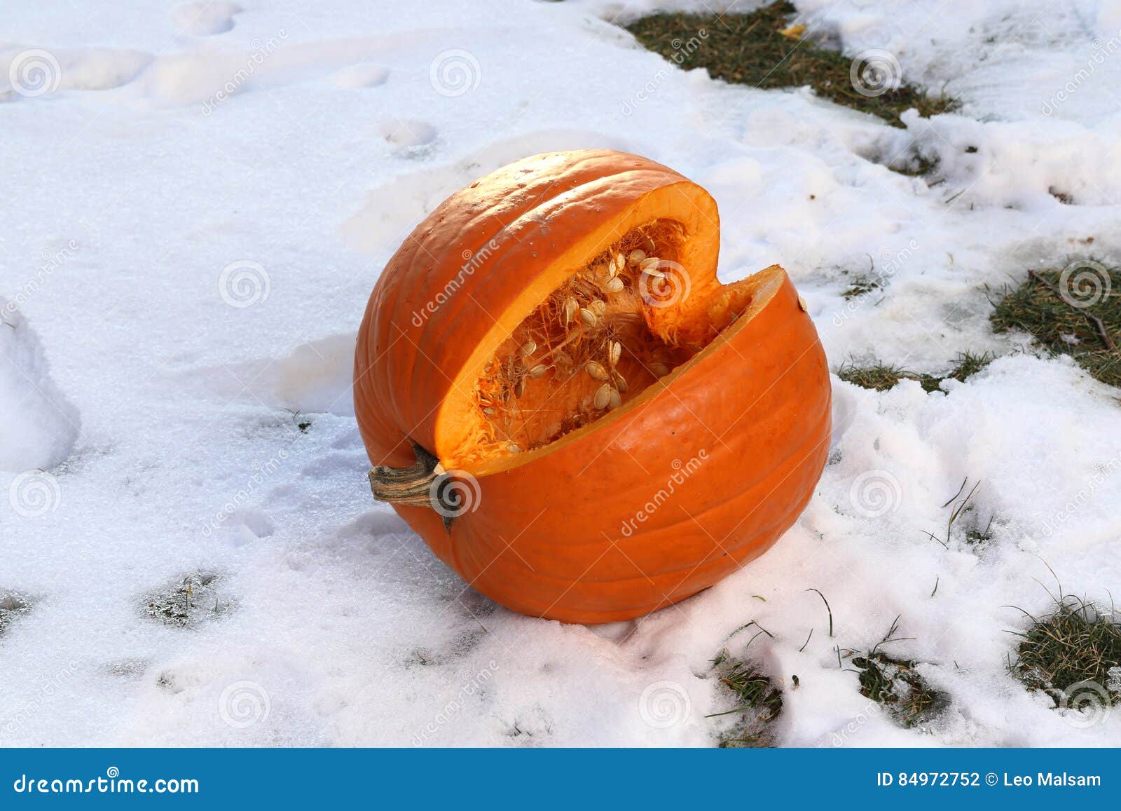 Pumkin stock photo. Image of halloween, harvest, pumpkin - 84972752